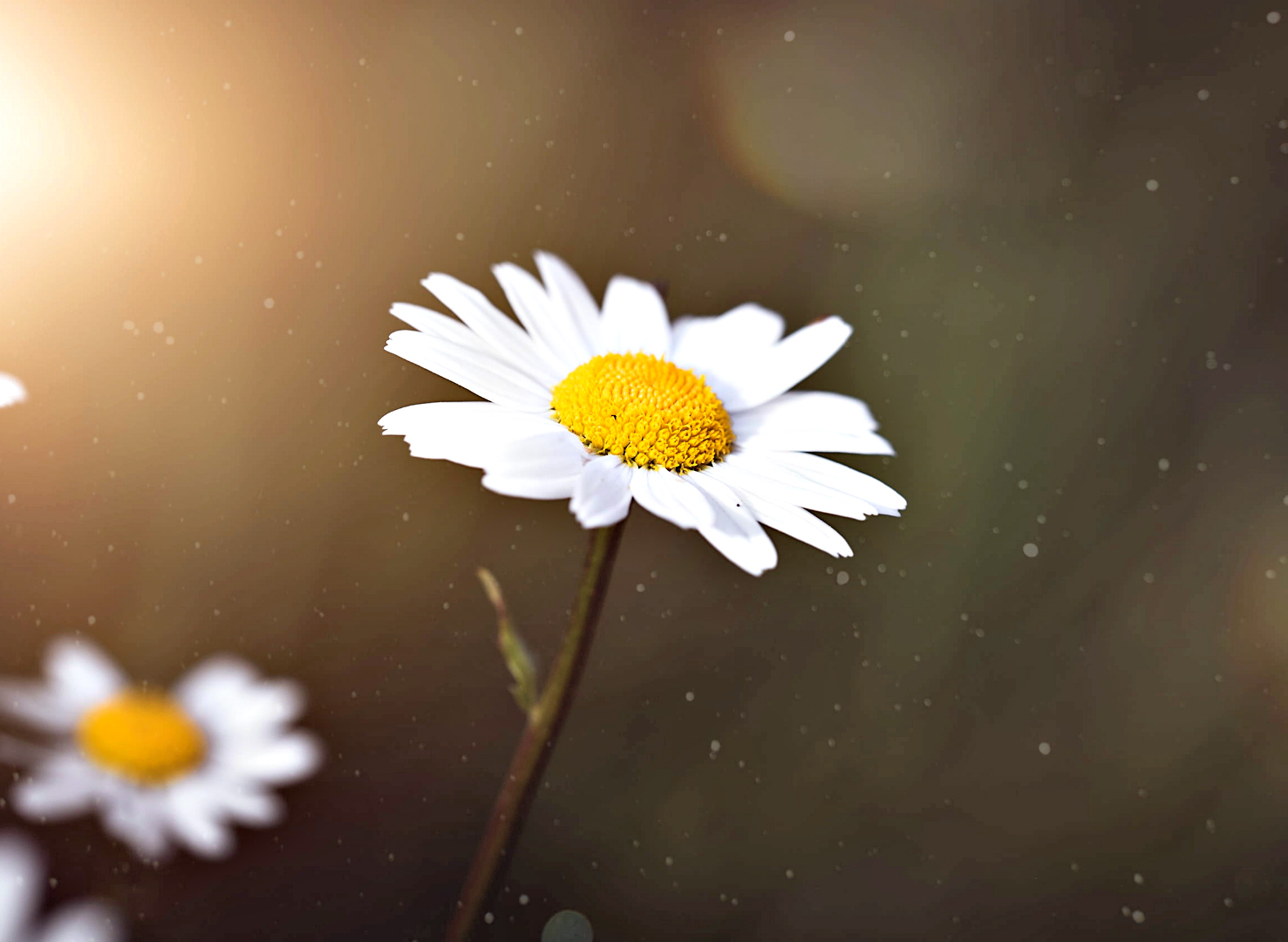 Fresh as a Daisy – ~ PURE IN HEART