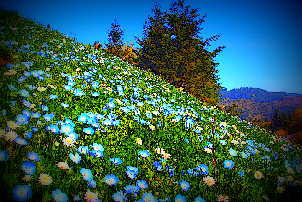 Spring Confetti, by Steven Searcy – ~ PURE IN HEART